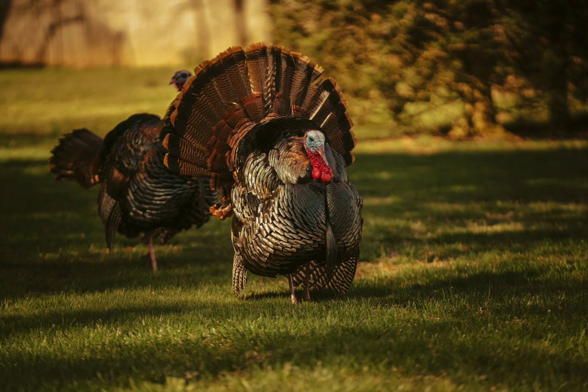 Turkey Hunting: Tips & Advice For Shooting Around Helen, Georgia ...